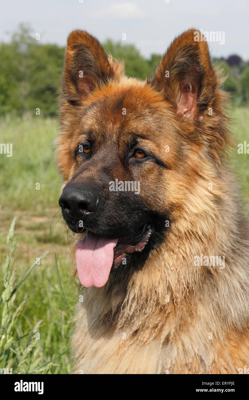 Old German Shepherd Dog, male, portrait, Germany Stock Photo - Alamy