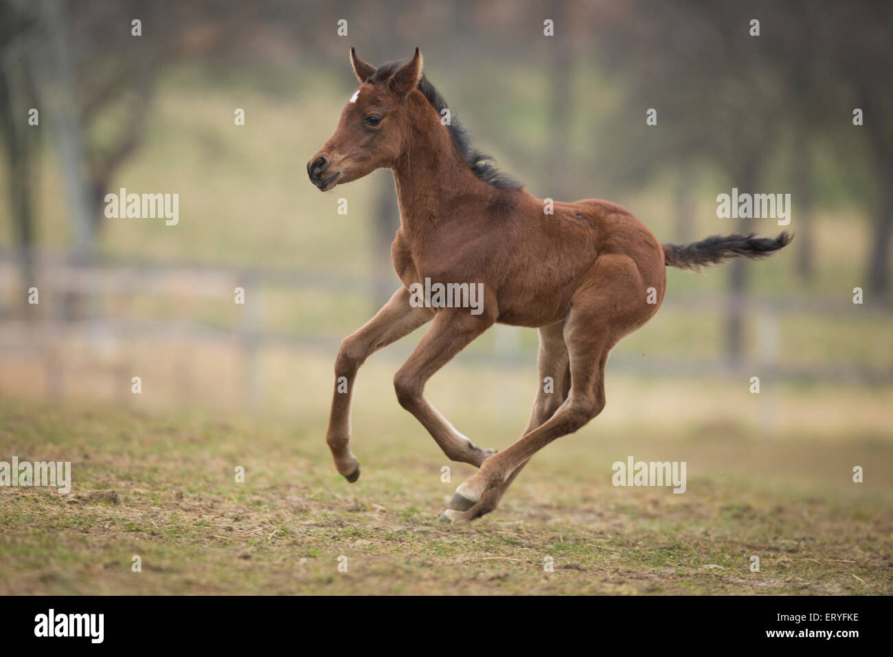 Bay filly galloping Stock Photo - Alamy