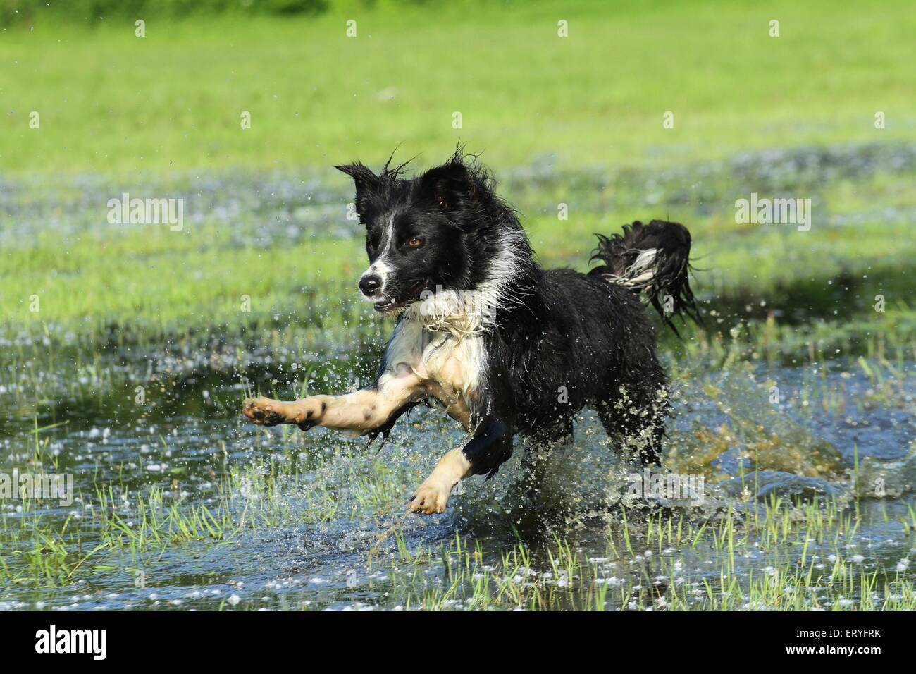 running Border Collie Stock Photo - Alamy