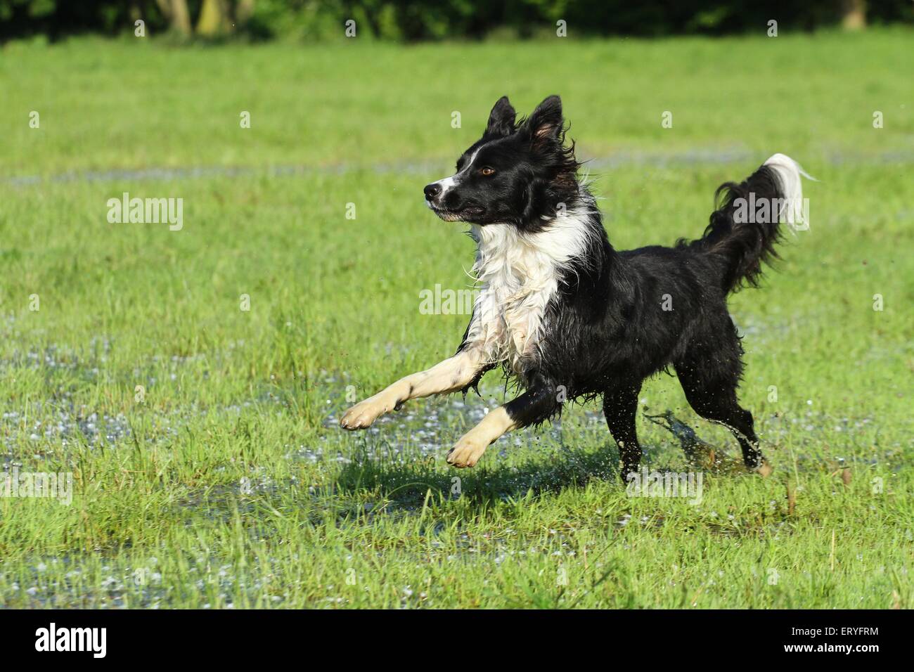 running Border Collie Stock Photo - Alamy