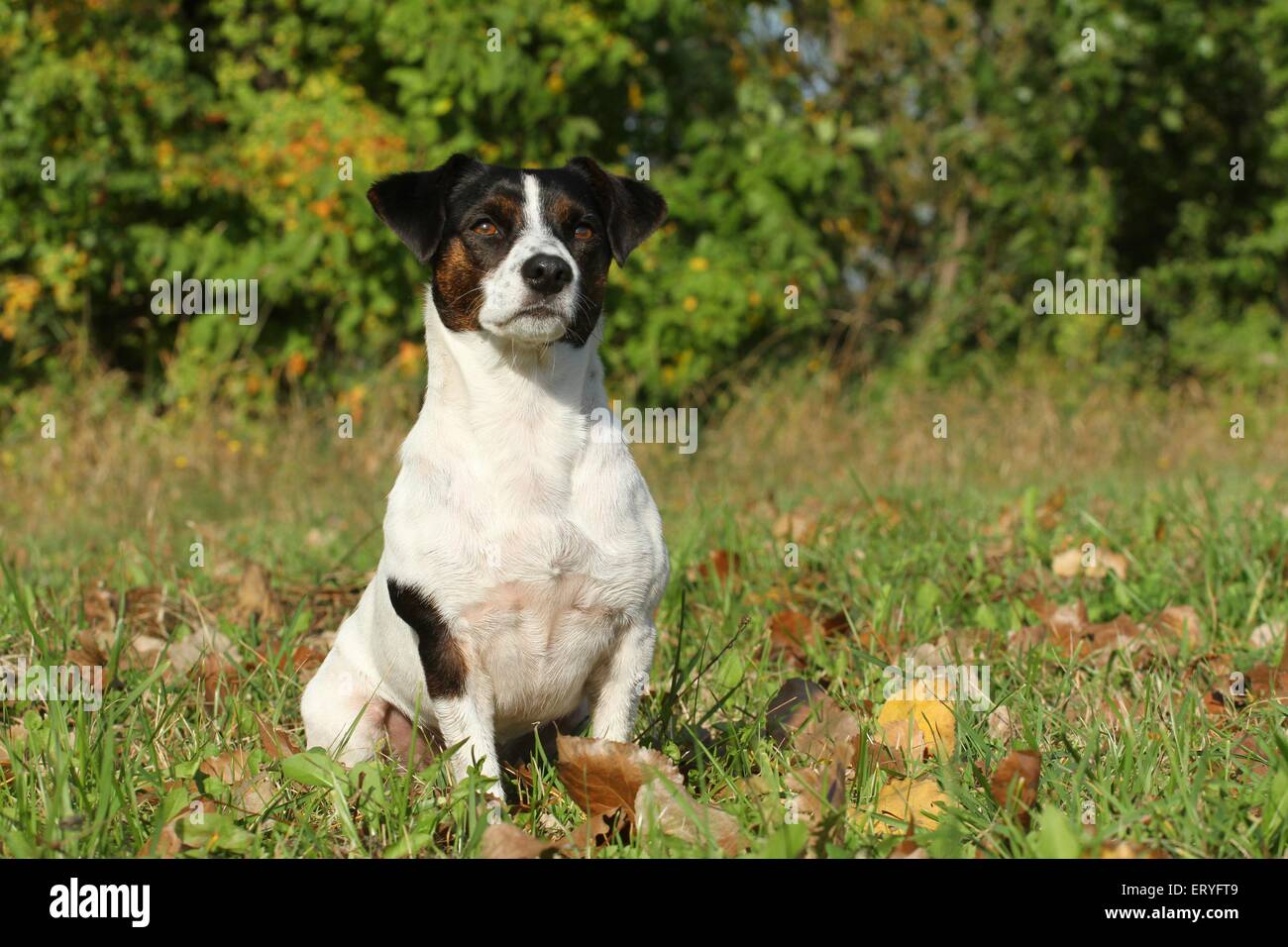 sitting Jack Russell Terrier Stock Photo - Alamy