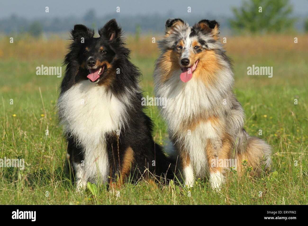 2 Shetland Sheepdogs Stock Photo - Alamy