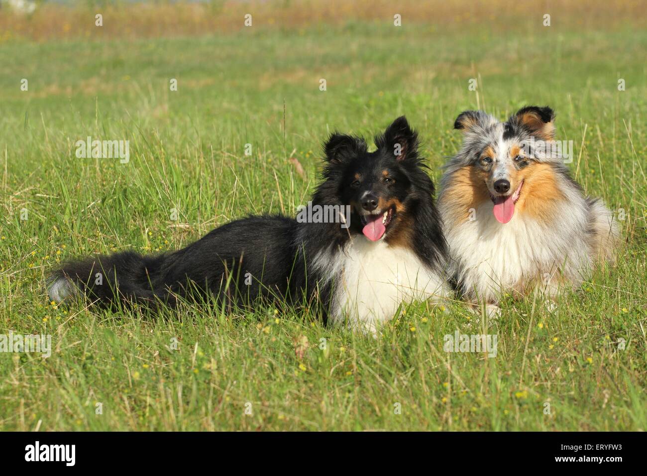 2 Shetland Sheepdogs Stock Photo - Alamy