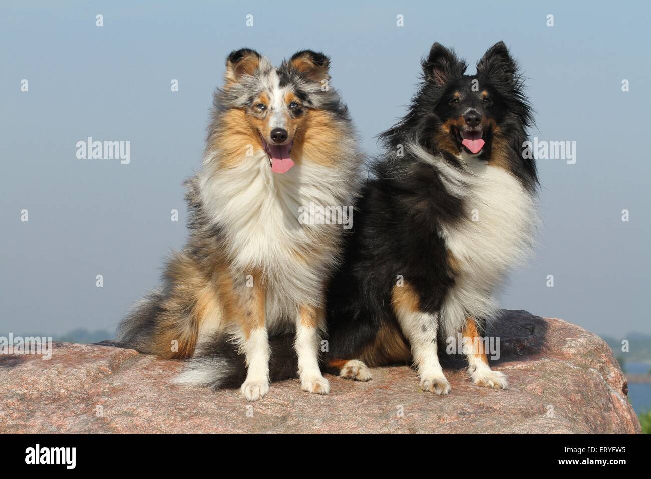 2 Shetland Sheepdogs Stock Photo - Alamy