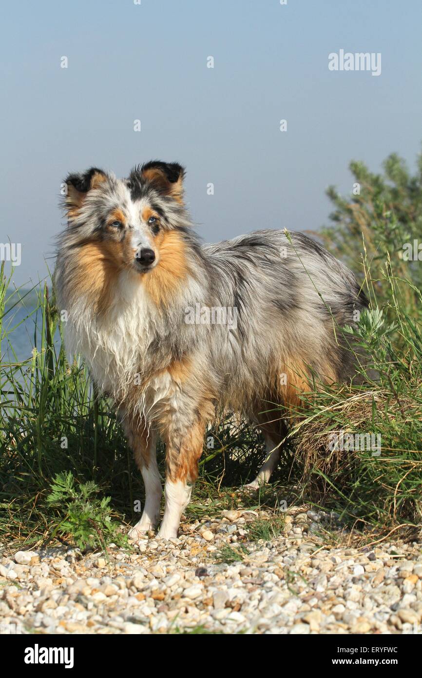 standing Shetland Sheepdog Stock Photo - Alamy