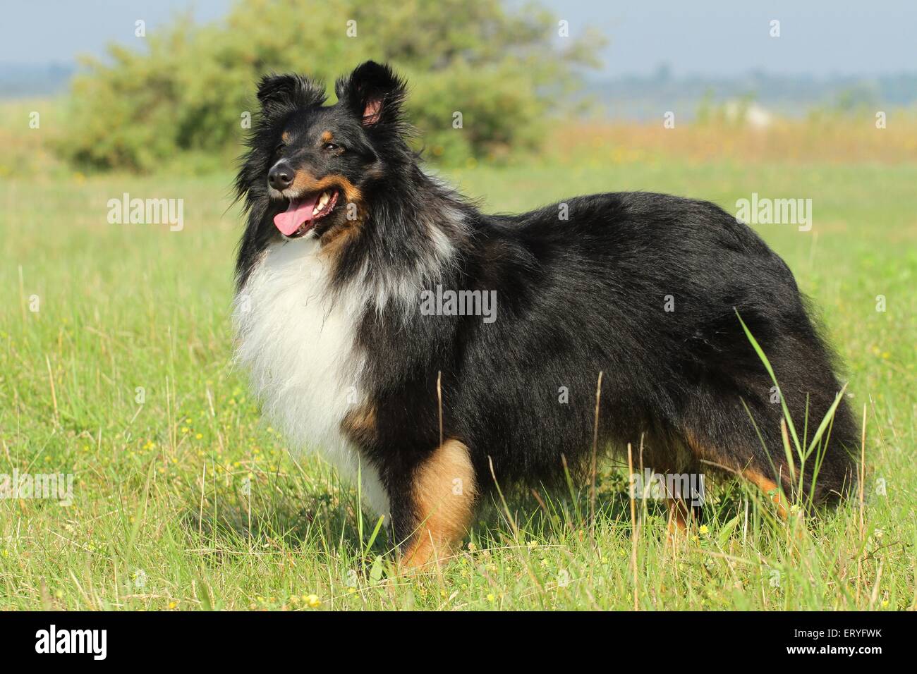 standing Shetland Sheepdog Stock Photo - Alamy
