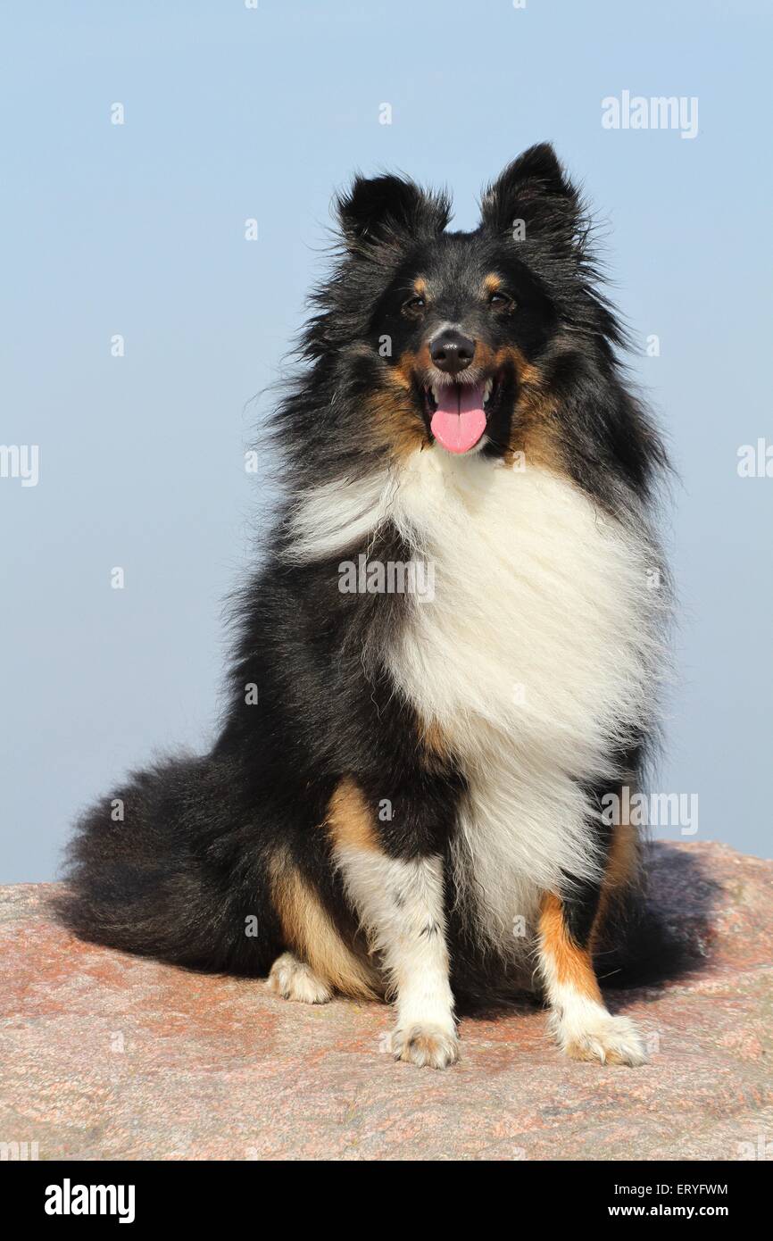sitting Shetland Sheepdog Stock Photo - Alamy