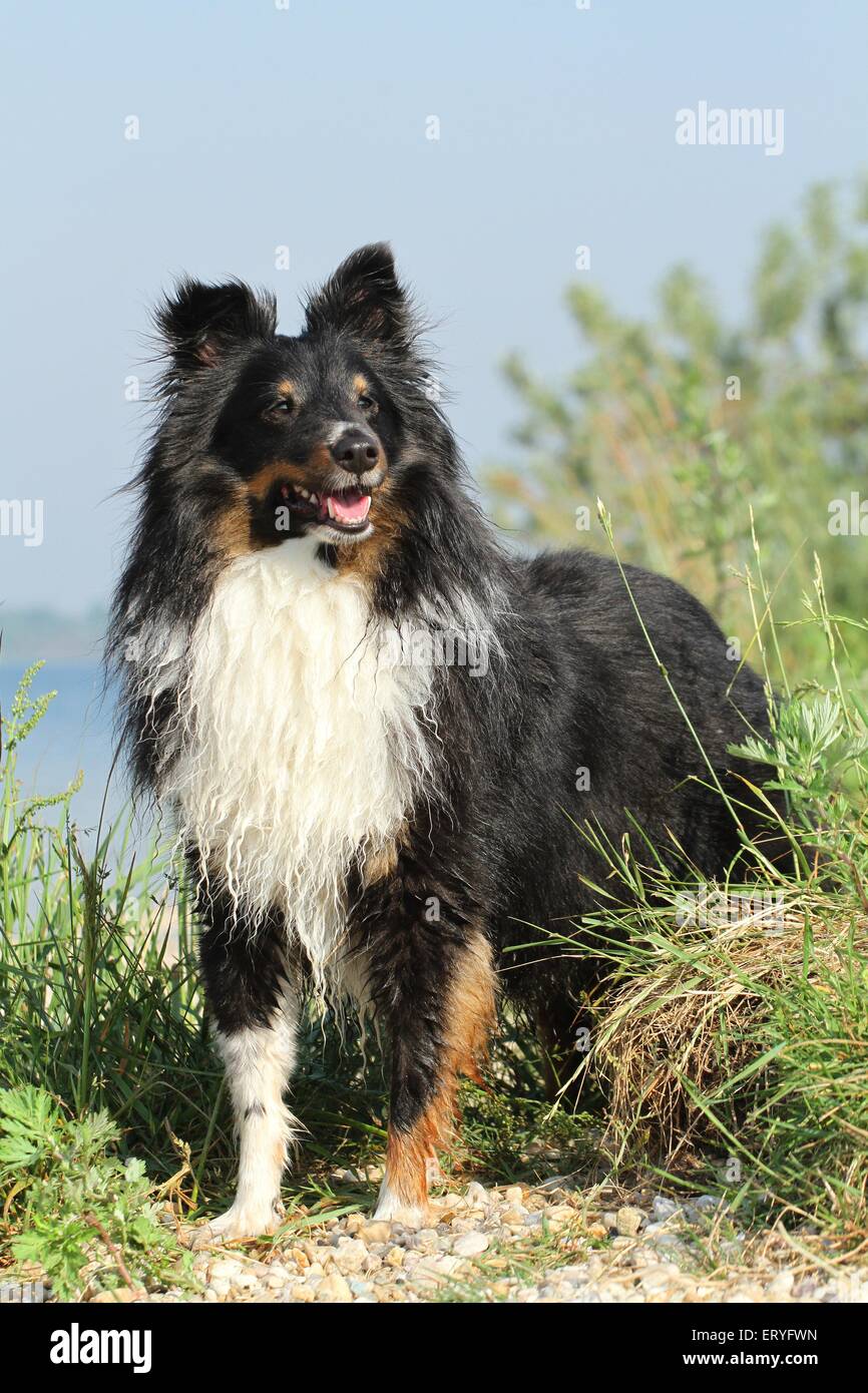 standing Shetland Sheepdog Stock Photo - Alamy