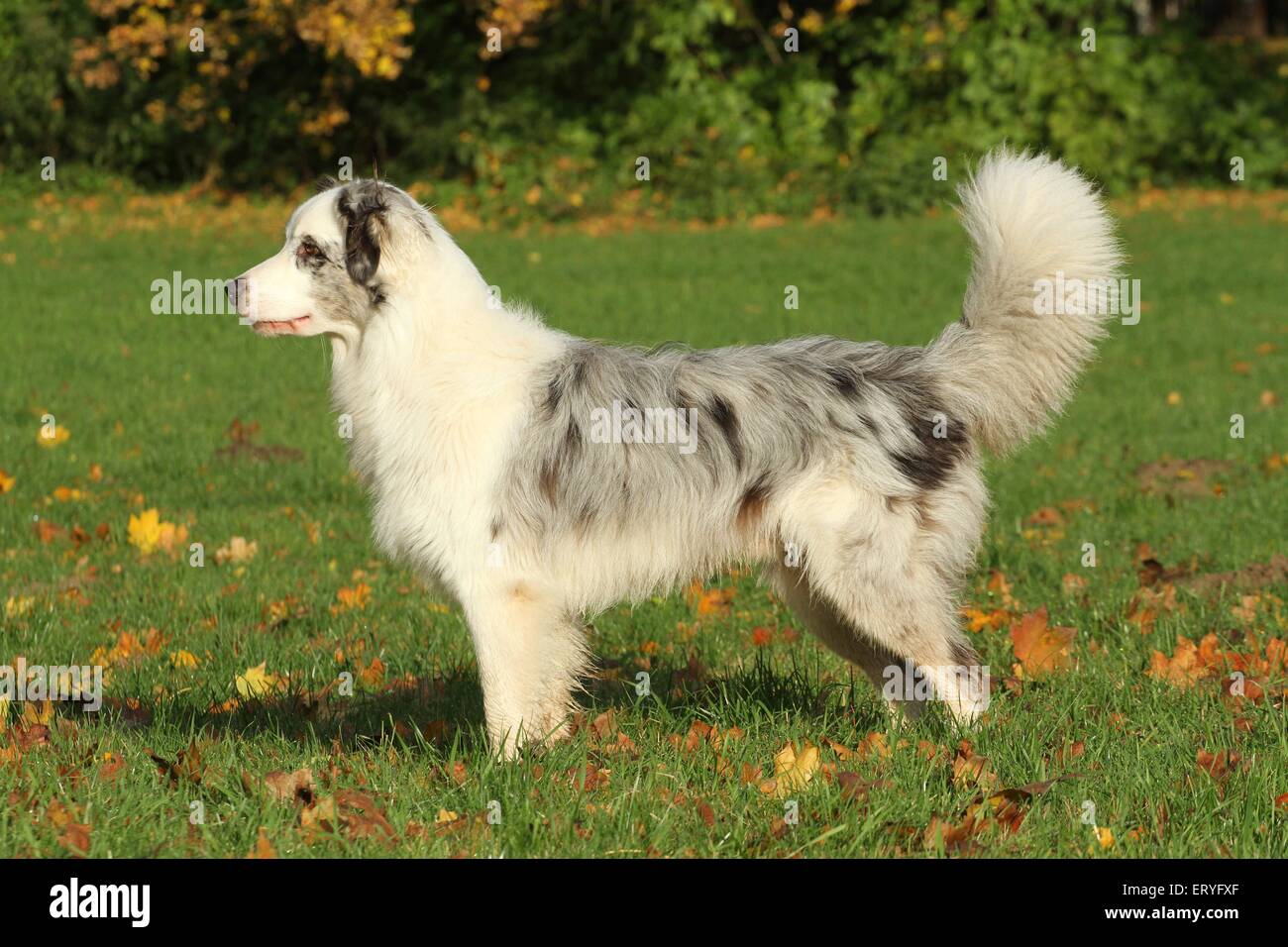 standing Australian Shepherd Stock Photo - Alamy
