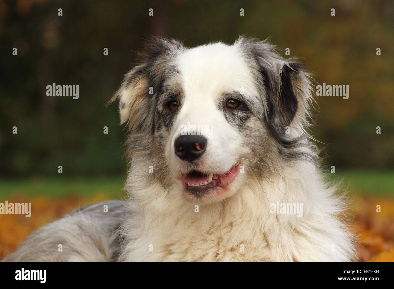Australian Shepherd Portrait Stock Photo - Alamy