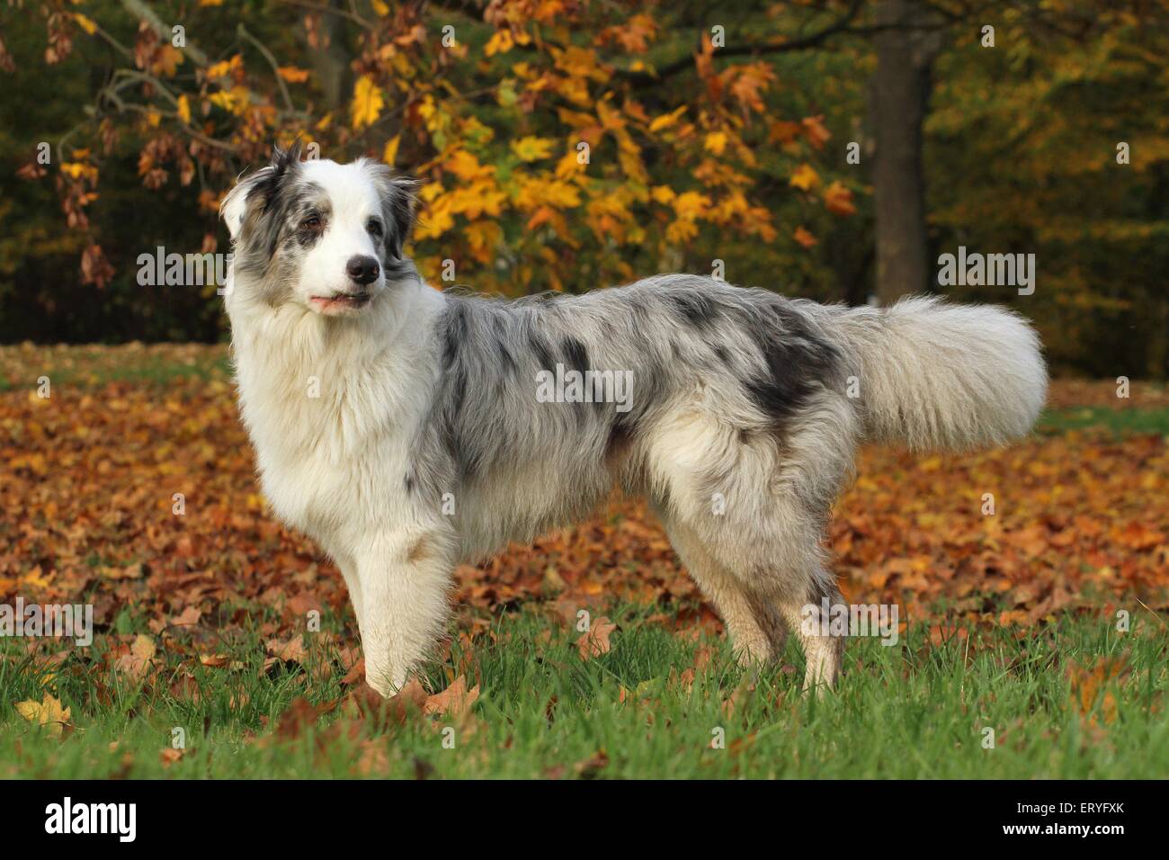 standing Australian Shepherd Stock Photo - Alamy