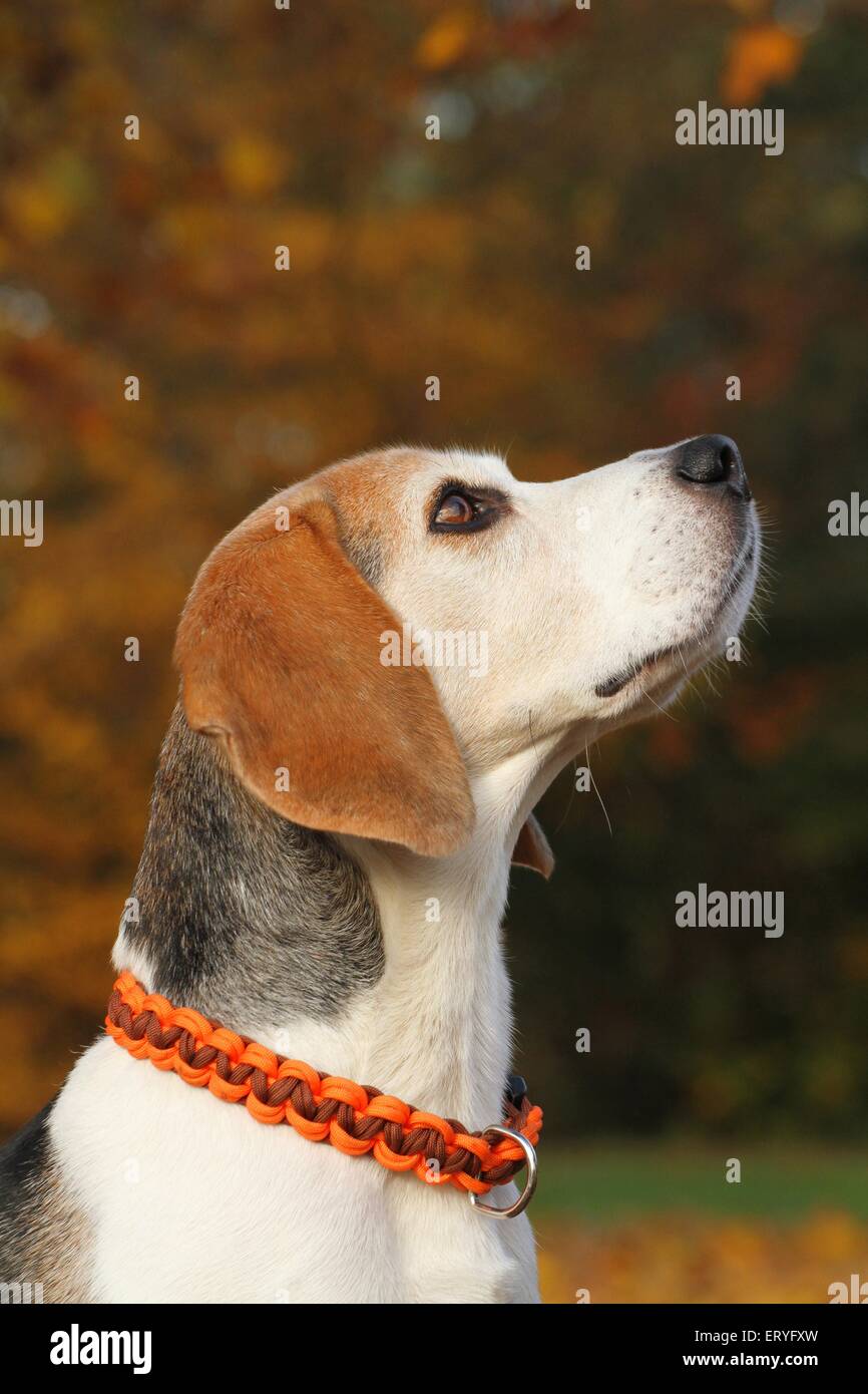 Side view beagle head hi-res stock photography and images - Alamy