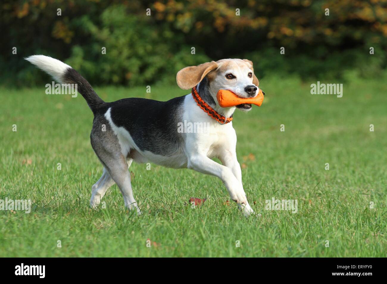 Retrieving dogs hi-res stock photography and images - Alamy