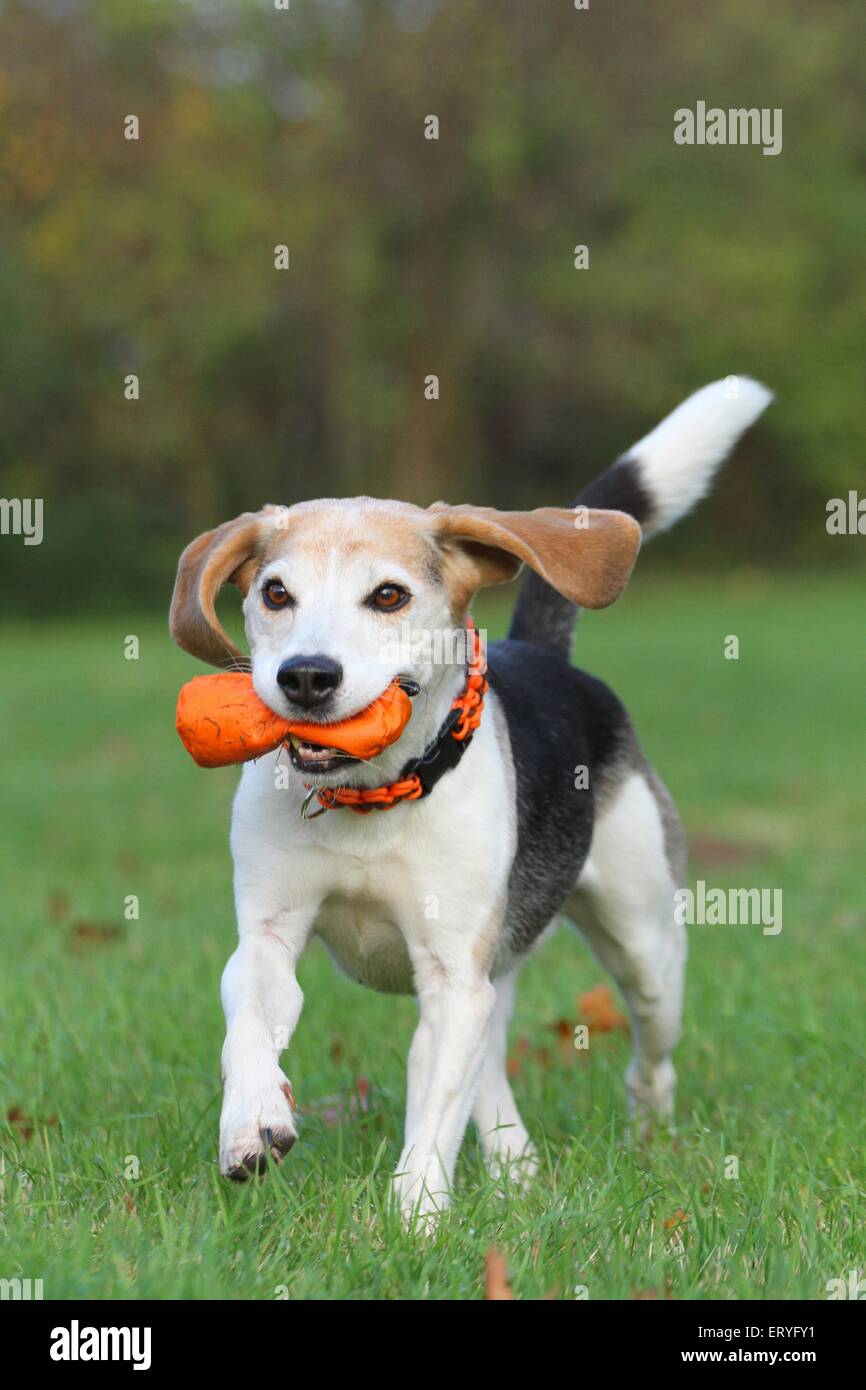 Retrieving dogs hi-res stock photography and images - Alamy