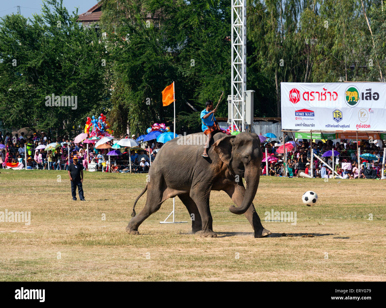 Elephant playing soccer, Elephant Festival, Surin Elephant Round-up ...