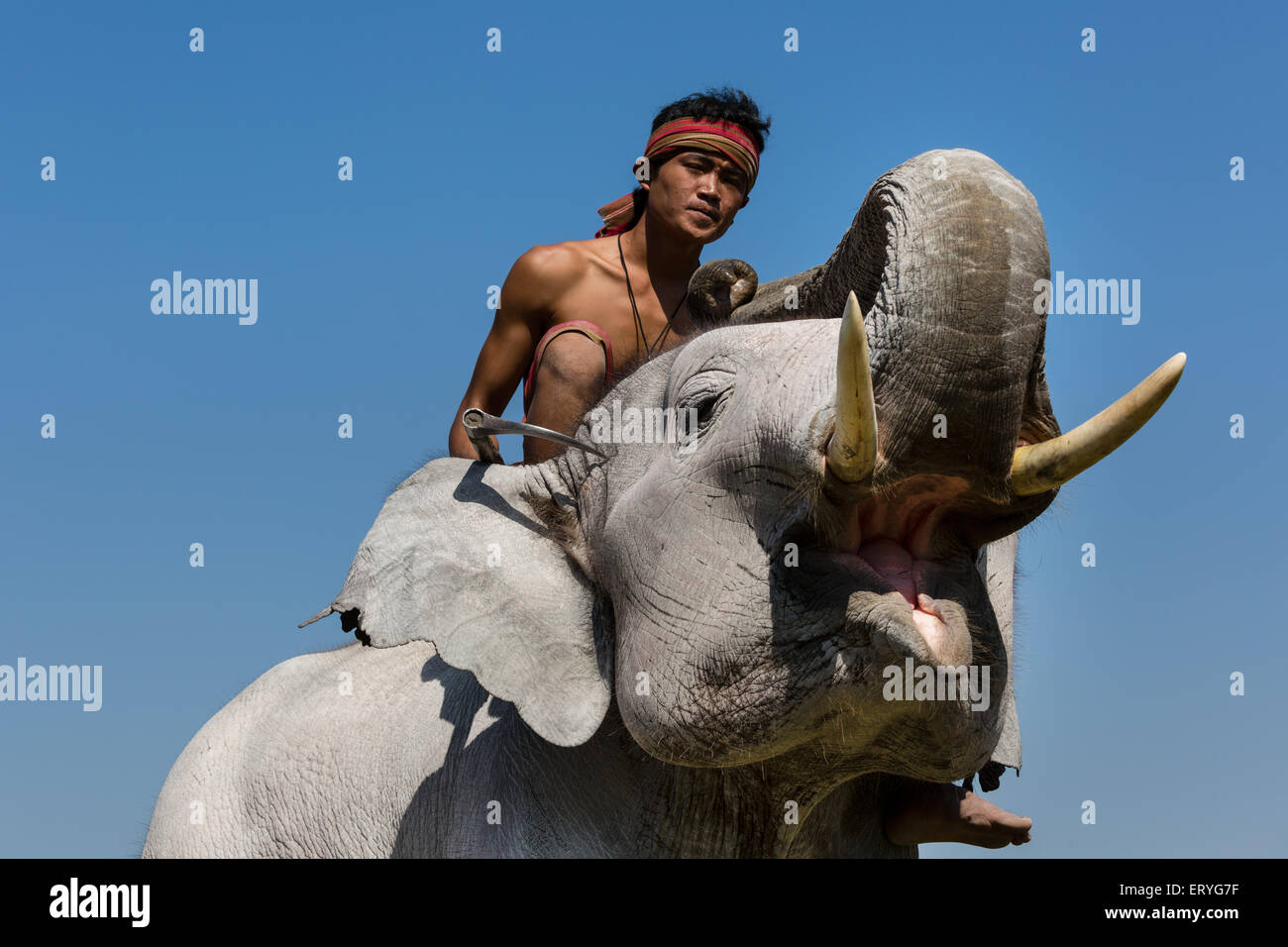 White elephant at the Elephant Festival, Surin Elephant Round-Up, Surin ...