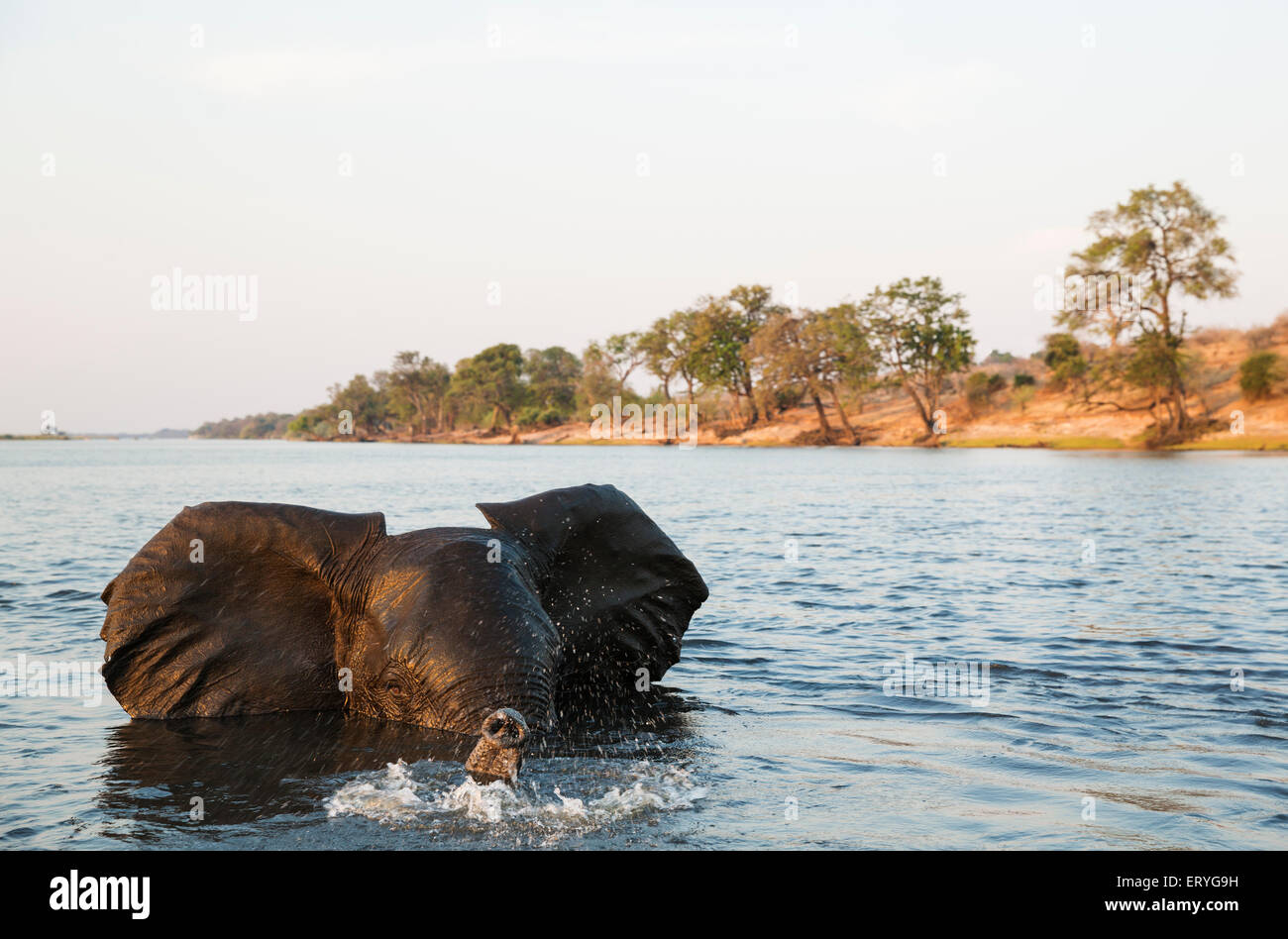 Angry bull elephant hi-res stock photography and images - Alamy