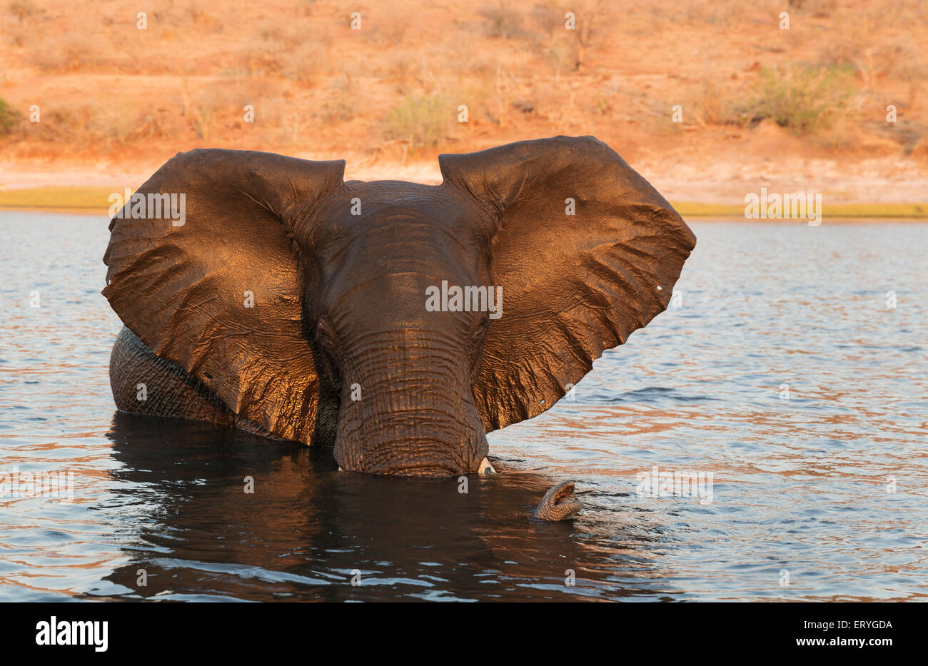 Angry Elephant High Resolution Stock Photography and Images - Alamy