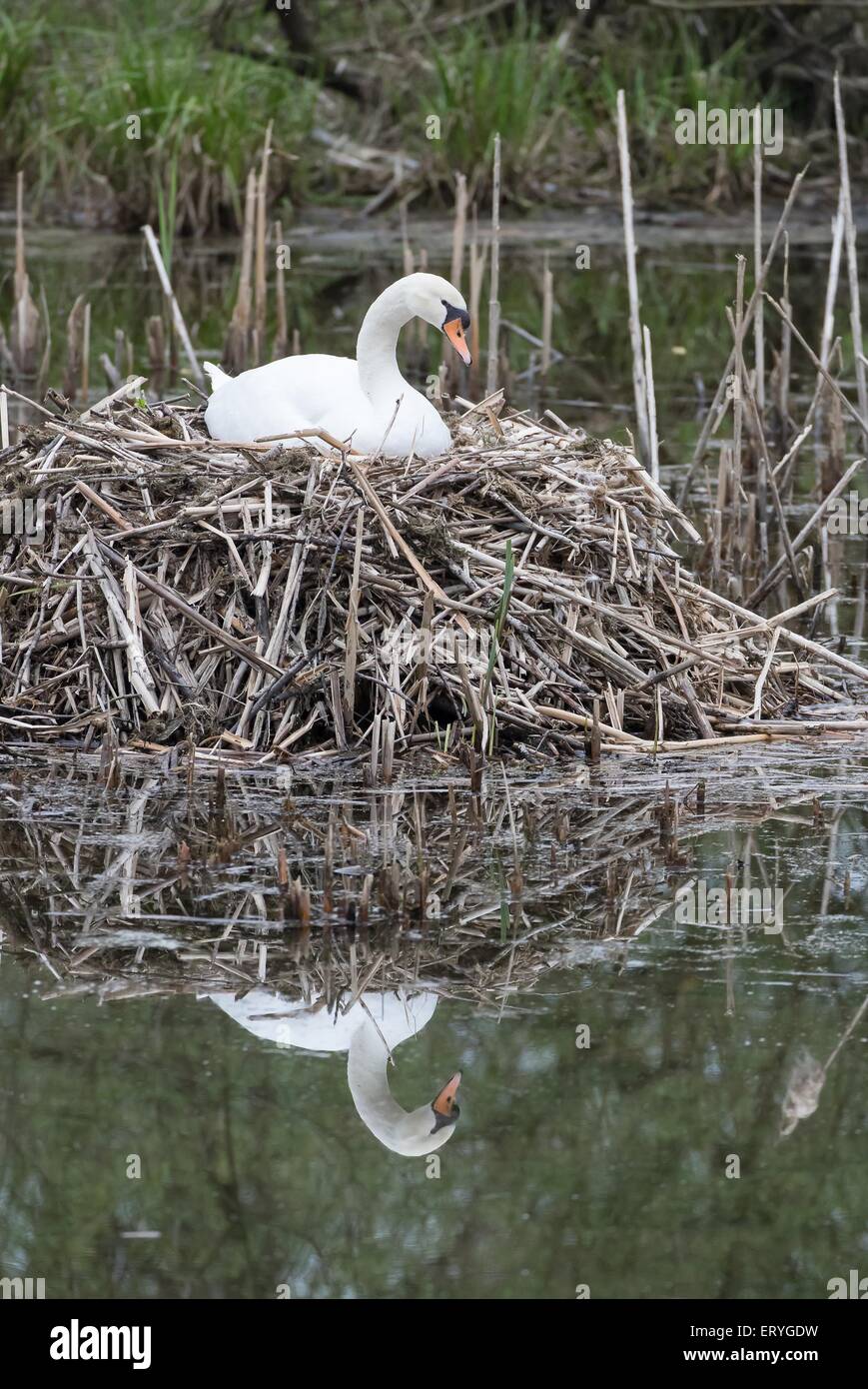 Brooding swan hi-res stock photography and images - Alamy