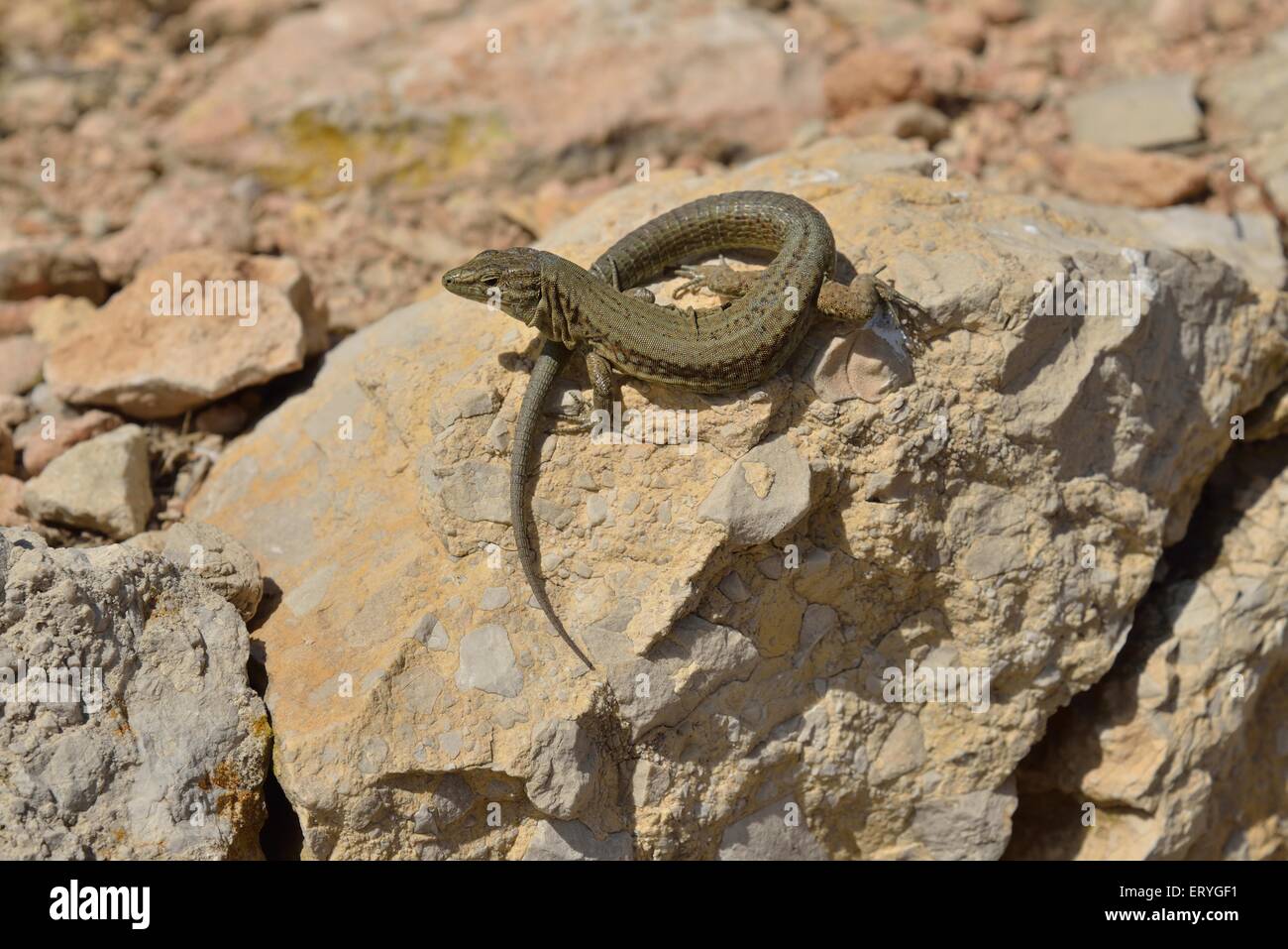 Lilford's Wall Lizard (Podarcis lilfordi giglioli) on the dragon island ...
