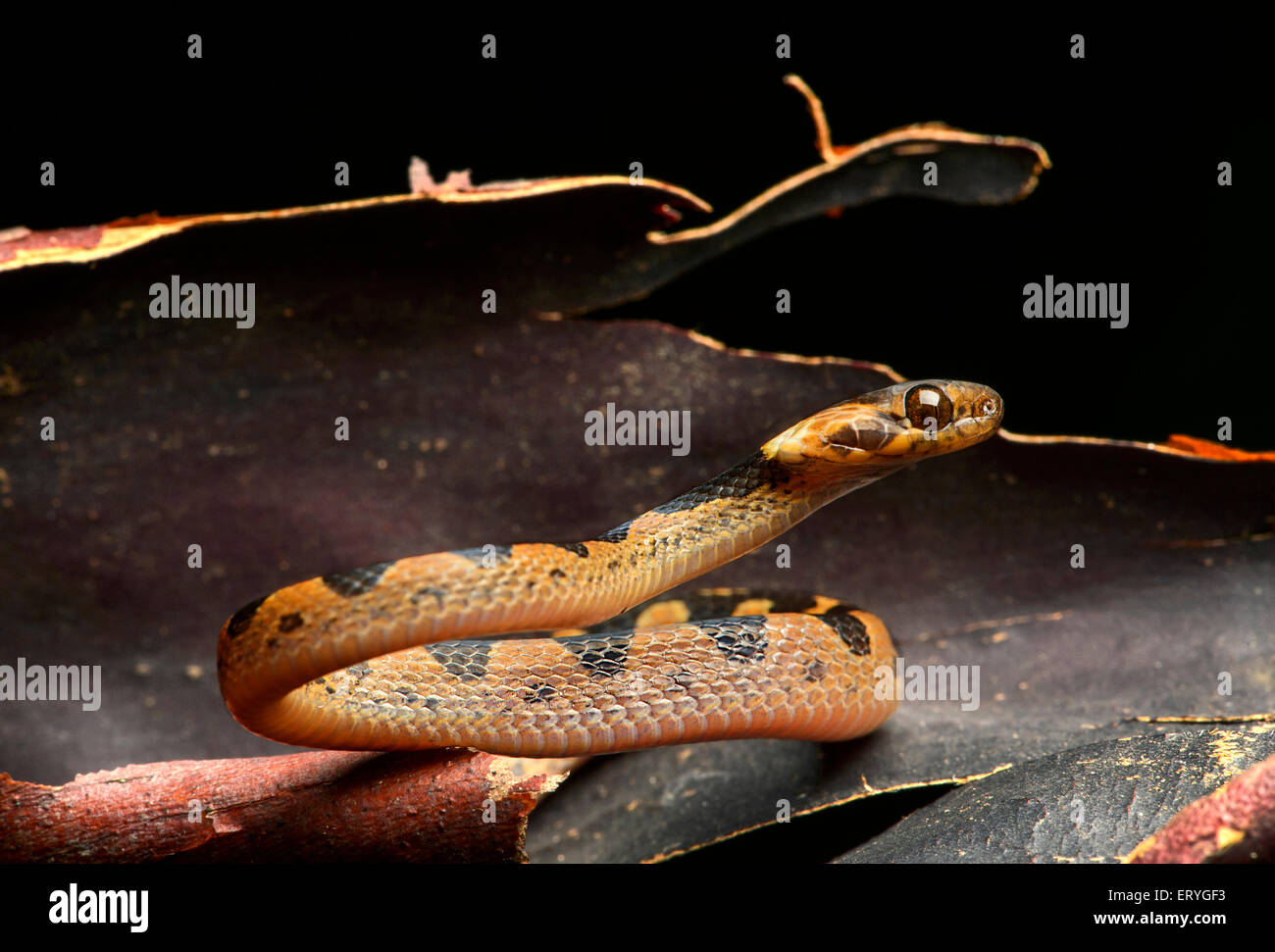 Cat eyed snake hi-res stock photography and images - Alamy