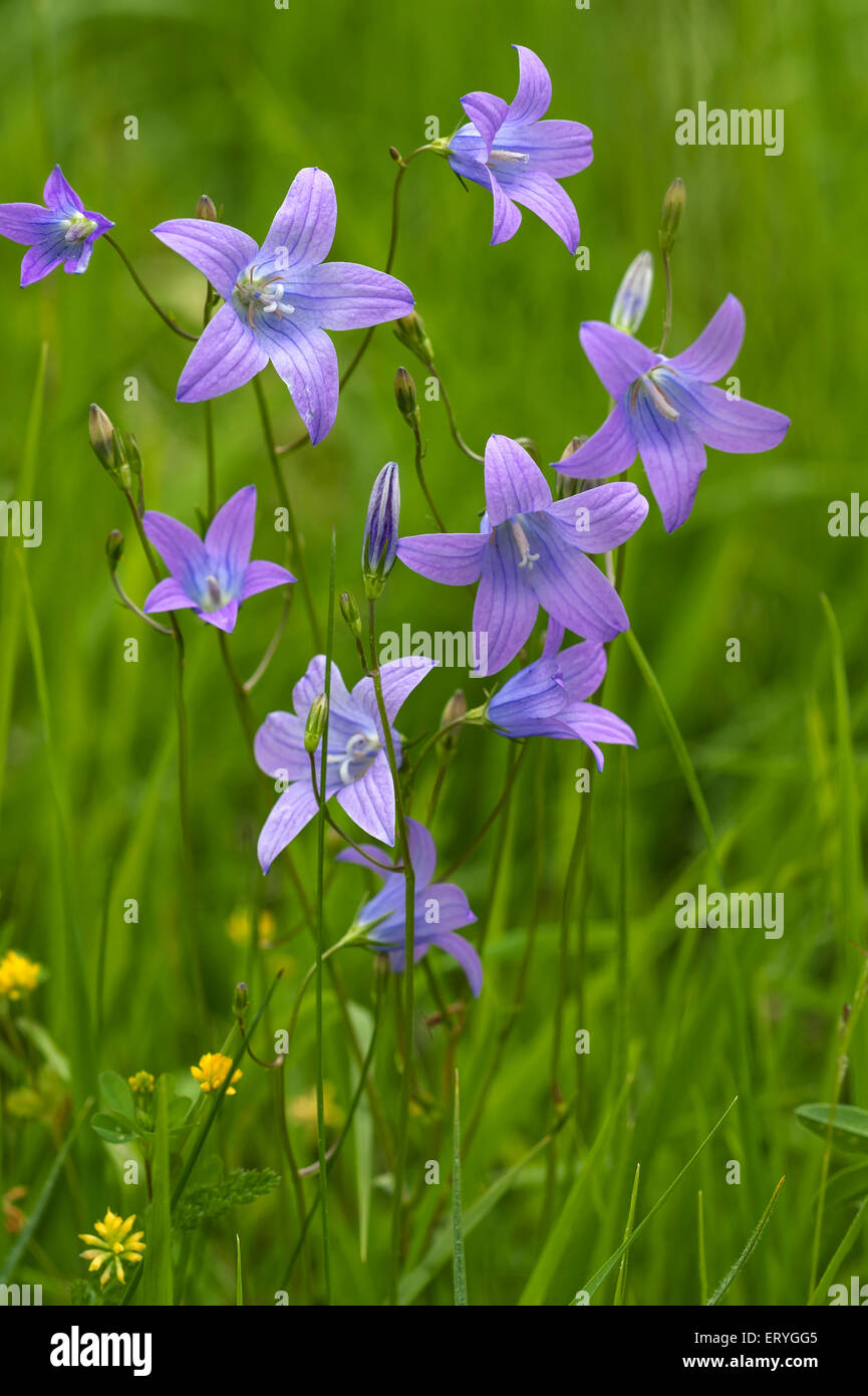 Spreading bellflower (Campanula patula), Bavaria, Germany Stock Photo ...