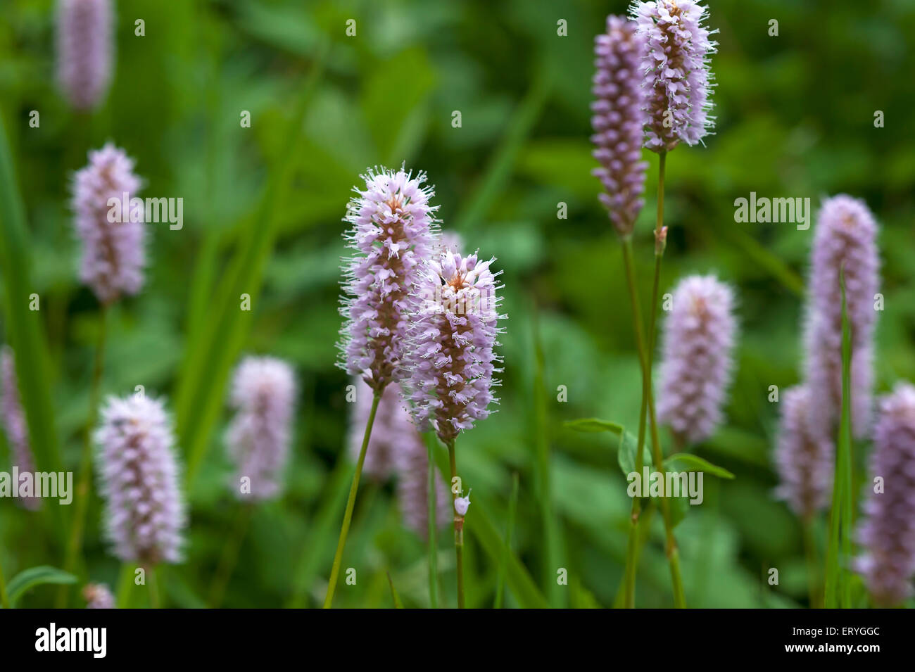 Bistort or European bistort (European Bistorta officinalis) flowers ...
