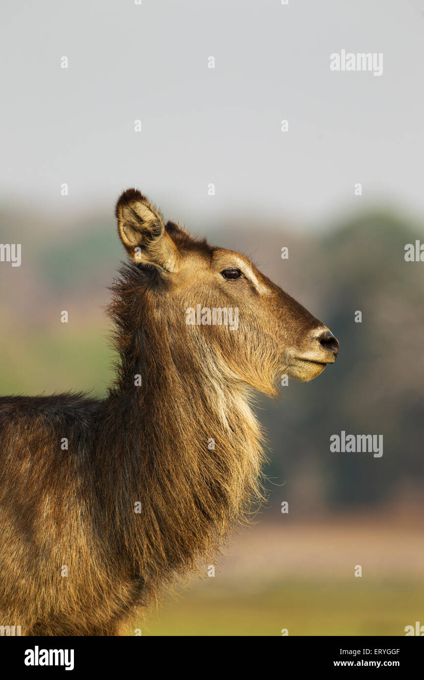 Common Waterbuck (Kobus ellipsiprymnus), cow, close-up, Chobe National ...