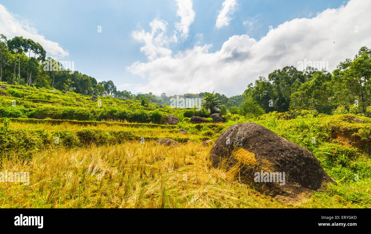 Multi colored and terraced rice fields of Batutumonga in the scenic ...
