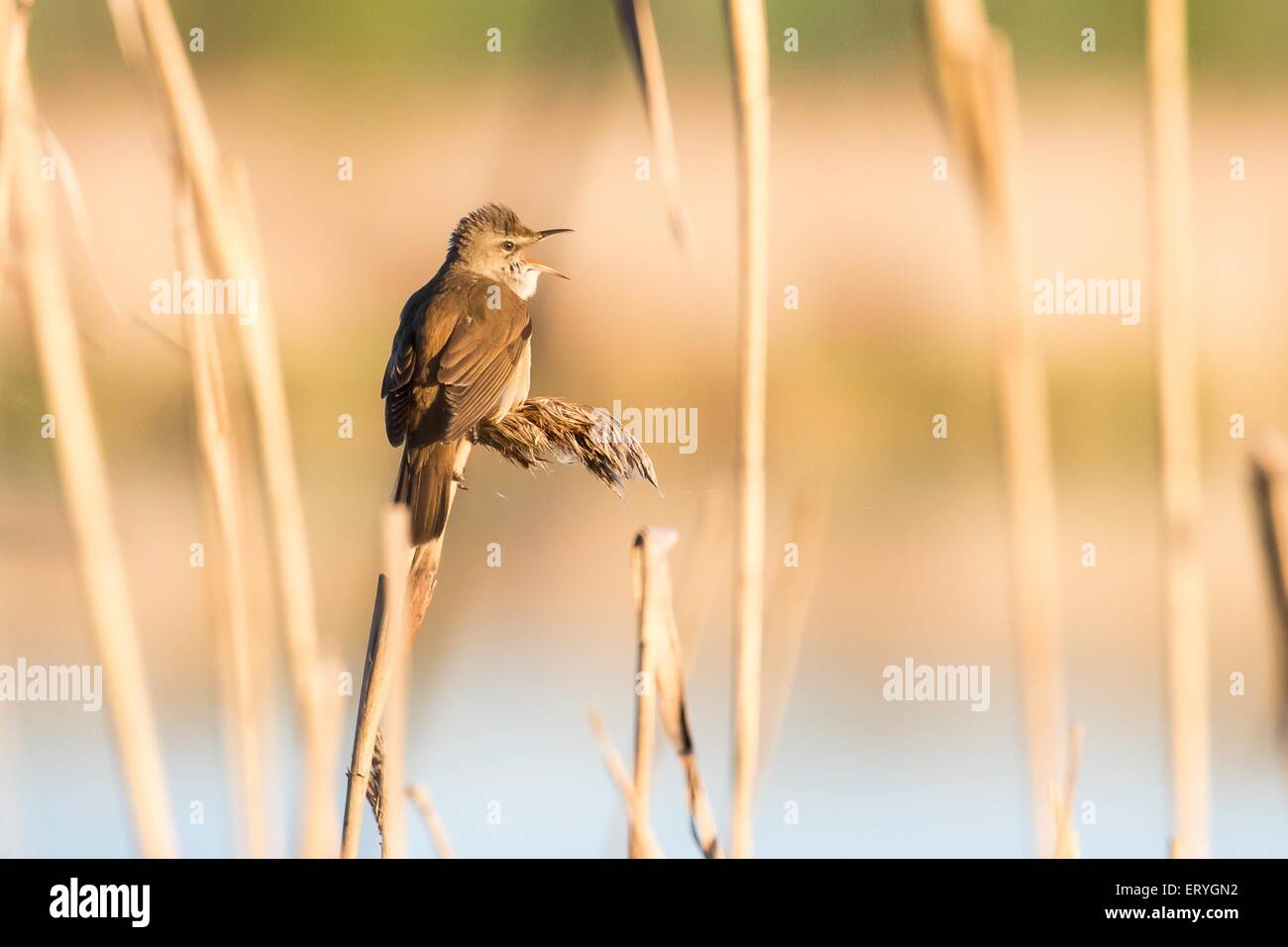 Great reed warbler (Acrocephalus arundinaceus) in reeds, Masuria ...