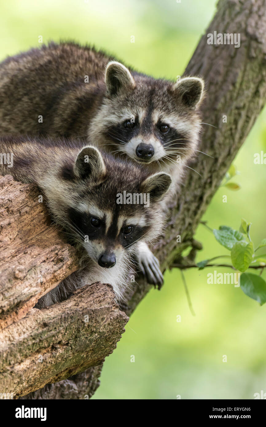 Two raccoons (Procyon lotor) sitting on tree, captive, Saarland ...