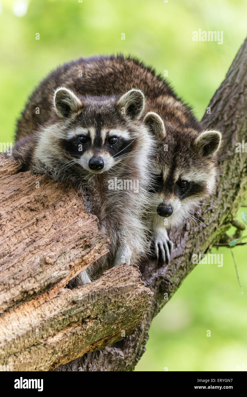 Two raccoons (Procyon lotor) sitting on tree, captive, Saarland ...