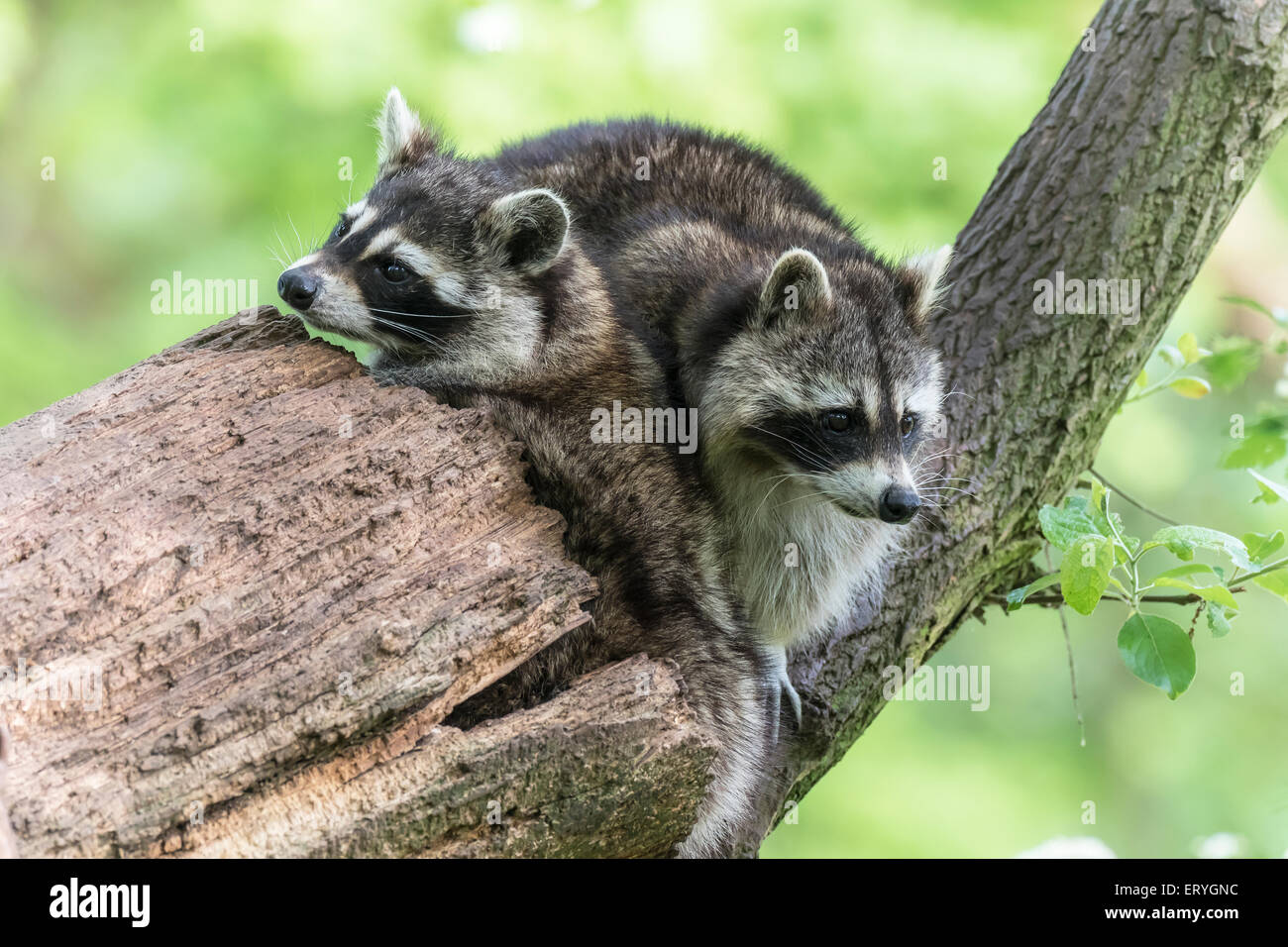 Two raccoons hi-res stock photography and images - Alamy