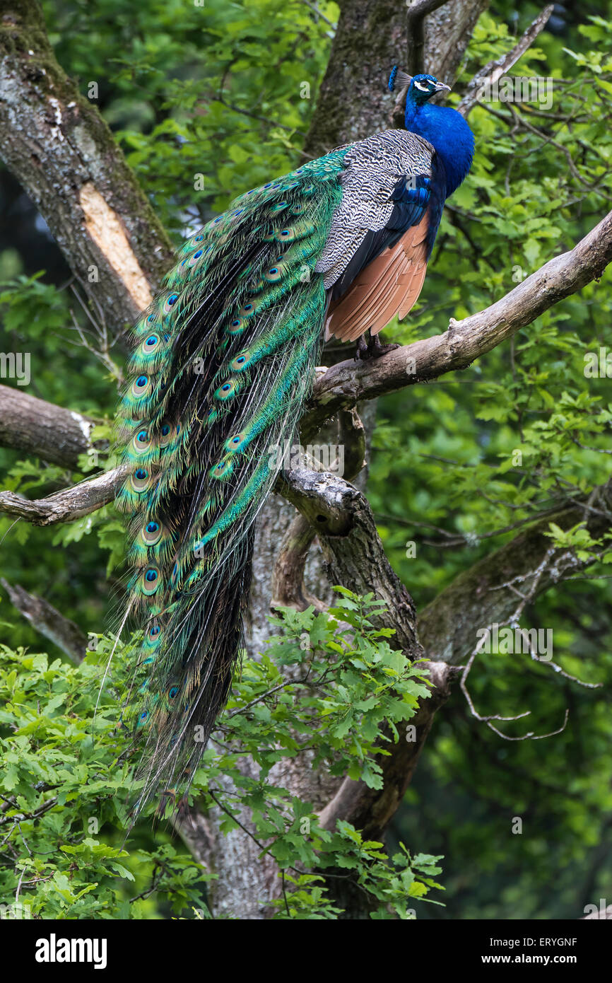 Peafowl in habitat hi-res stock photography and images - Alamy