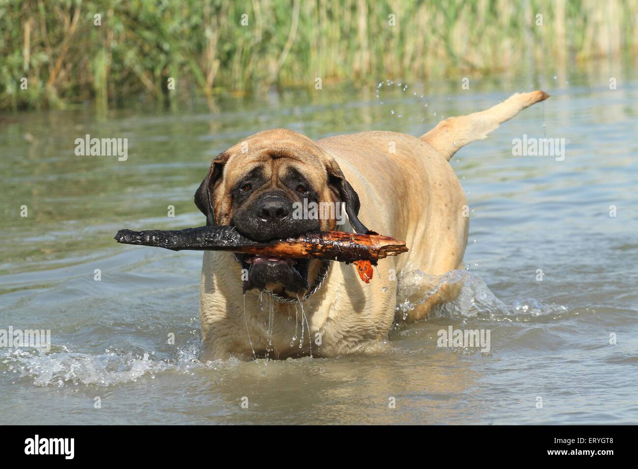 playing Old English Mastiff Stock Photo - Alamy
