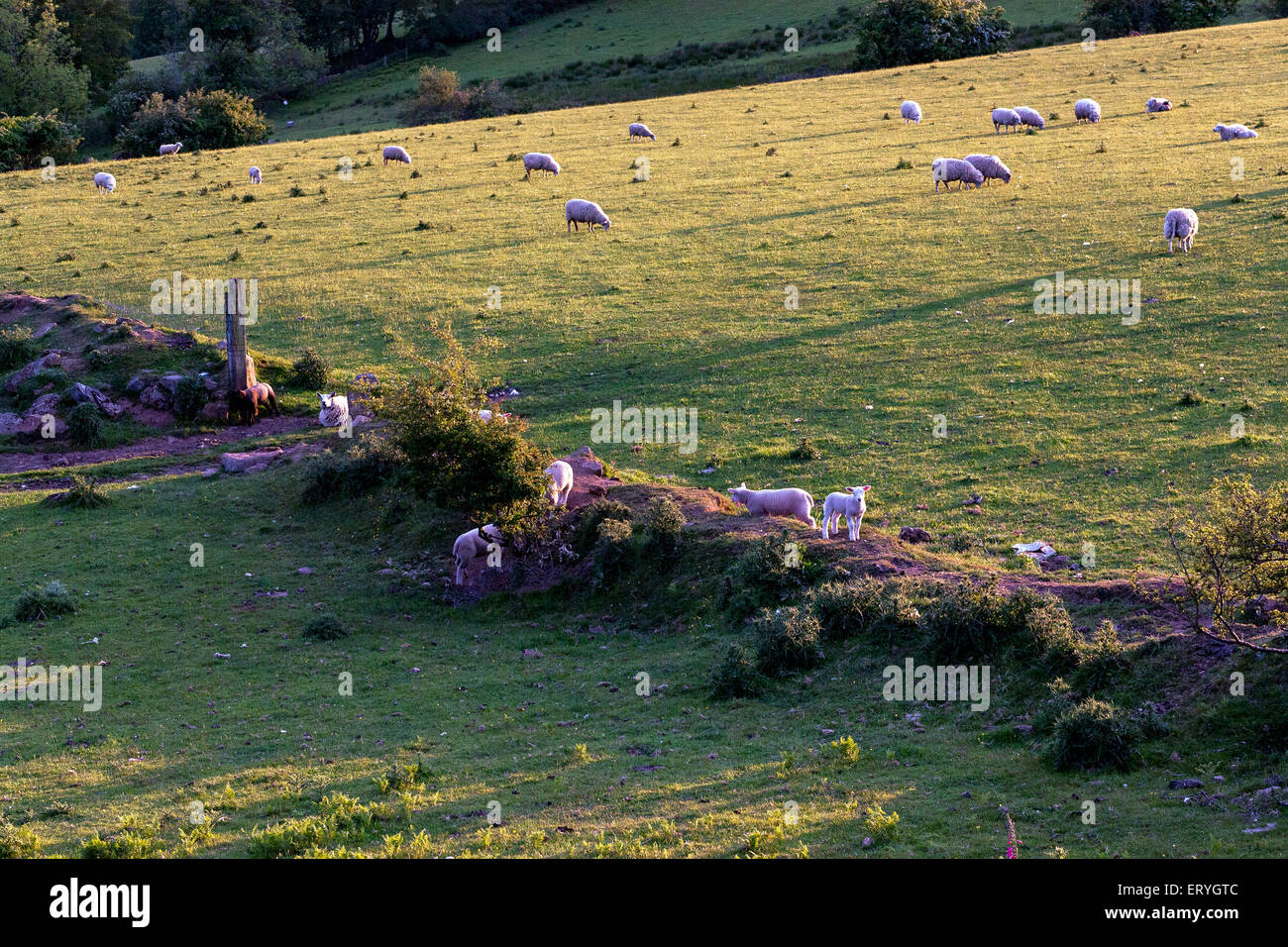 devon rolling hills,pasture,beef, valley,hedgerows, english, uk ...