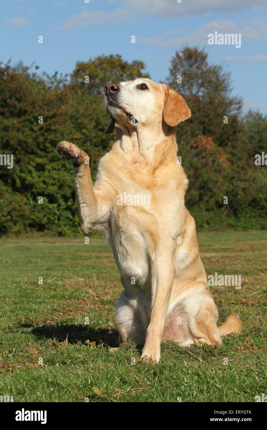 Labrador Retriever gives paw Stock Photo - Alamy