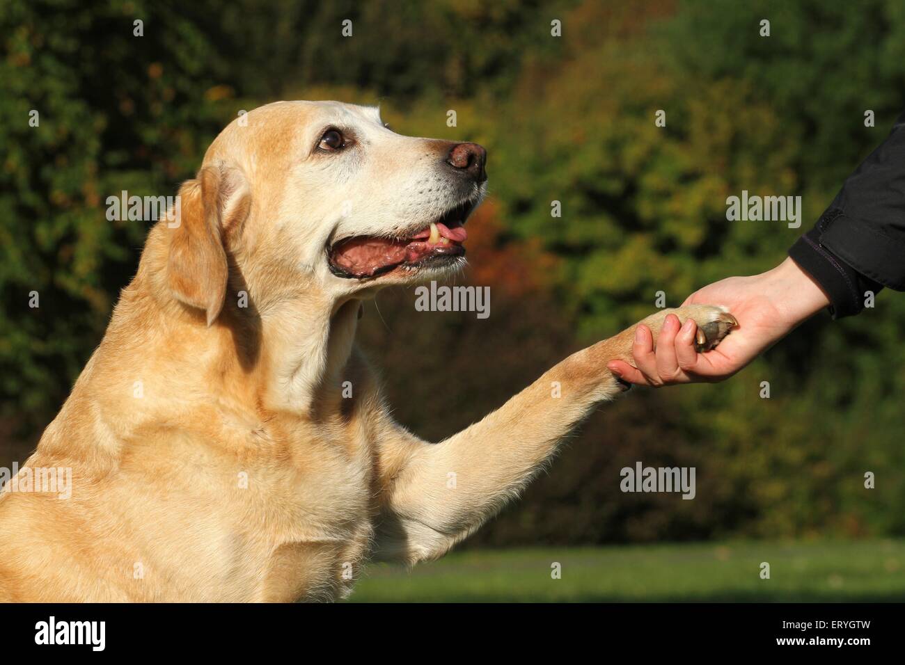 Labrador Retriever gives paw Stock Photo - Alamy