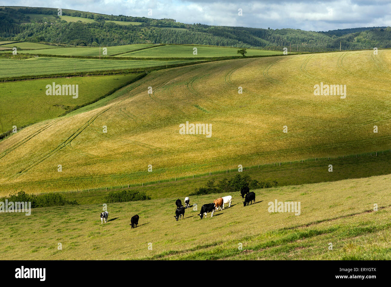 devon rolling hills,pasture,beef,dunsford,teign valley,hedgerows ...