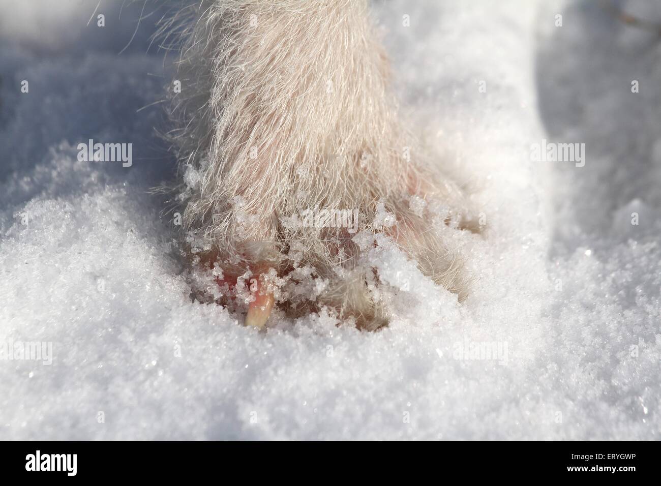 Parson Russell Terrier paw Stock Photo - Alamy