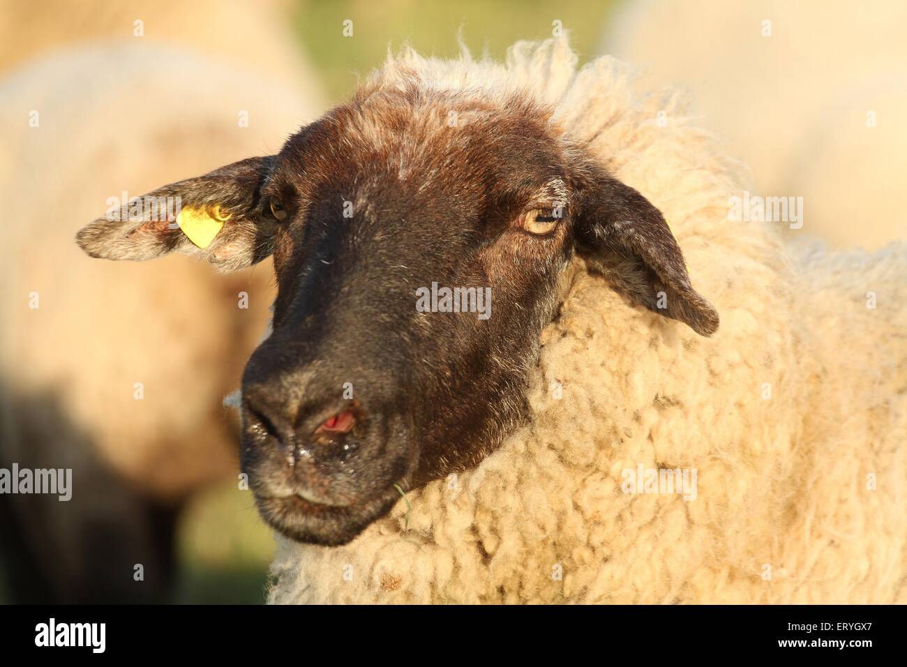 Sheep head side view hi-res stock photography and images - Alamy