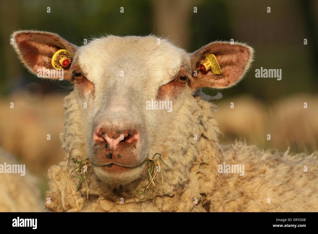 Sheep outdoor hi-res stock photography and images - Alamy