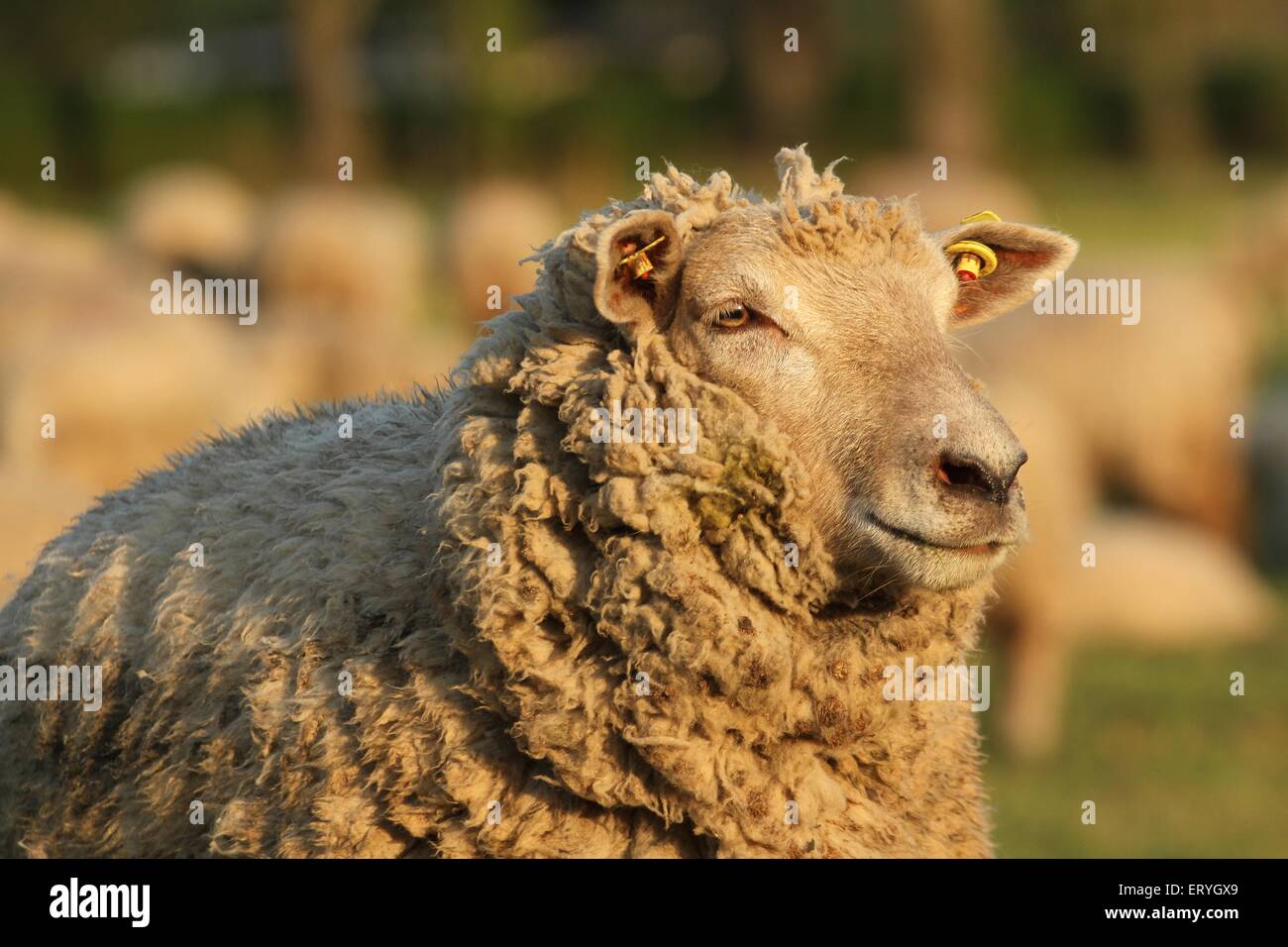 Outdoor sheep hi-res stock photography and images - Alamy