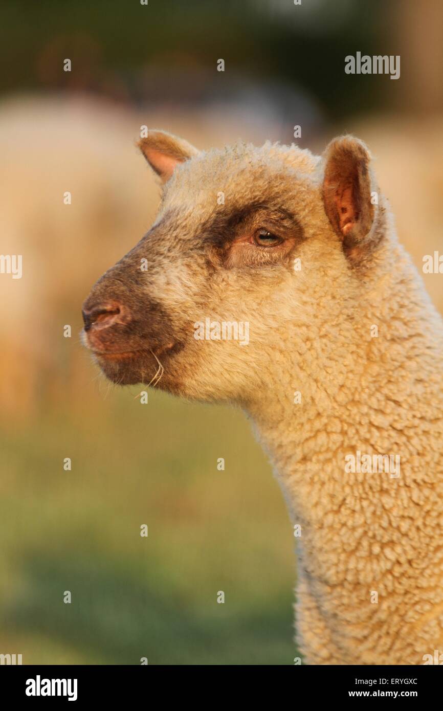 Sheeps head side view hi-res stock photography and images - Alamy