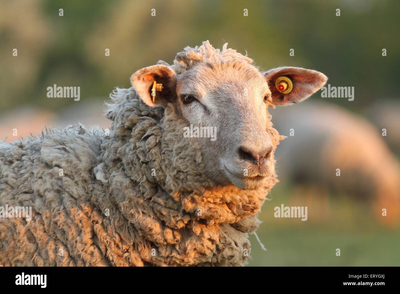 Sheep head side view hi-res stock photography and images - Alamy