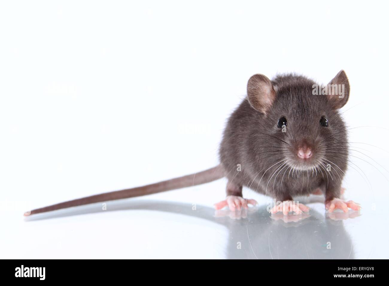 Rats hi-res stock photography and images - Alamy