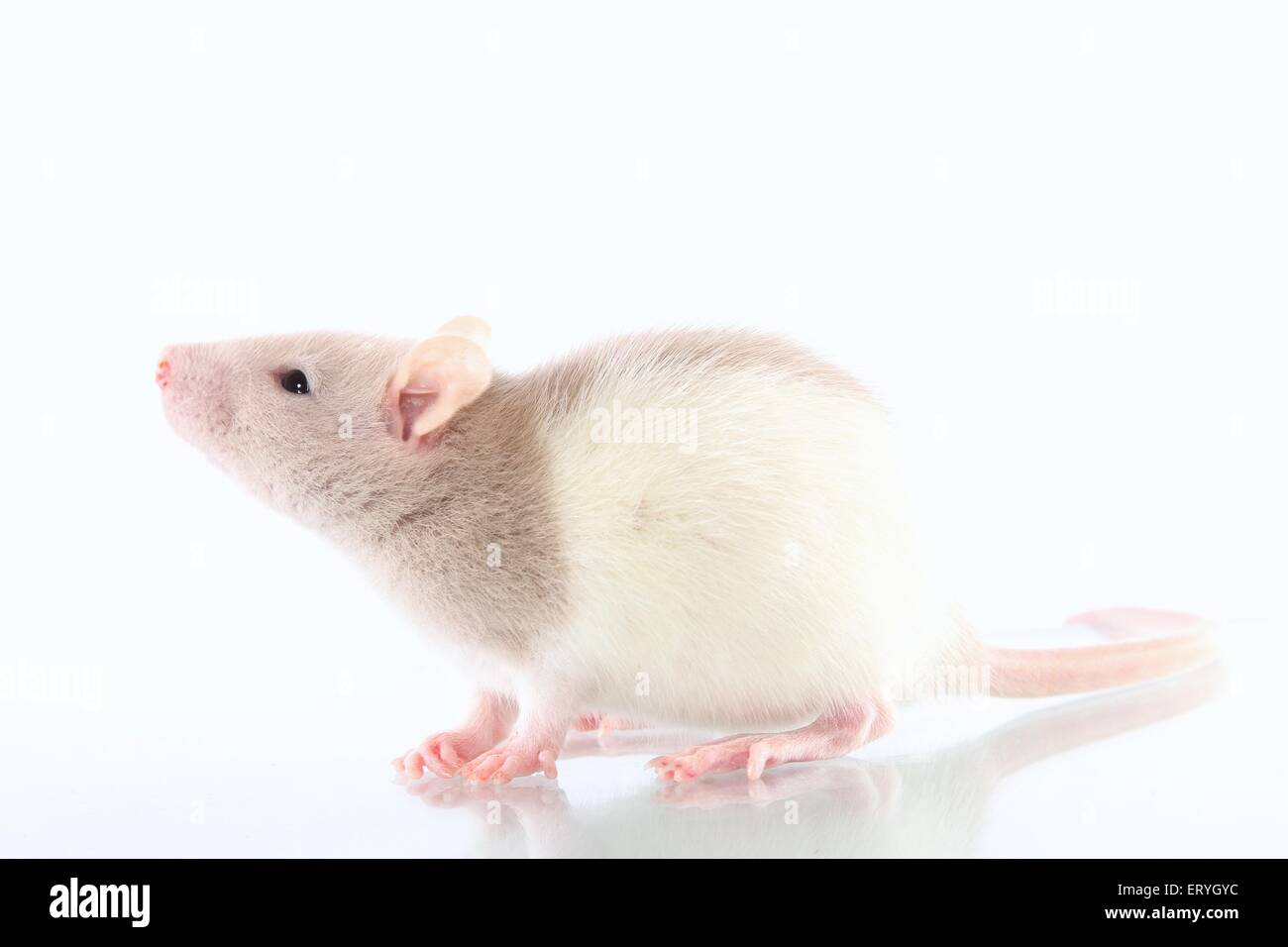 Beige hooded rat hi-res stock photography and images - Alamy