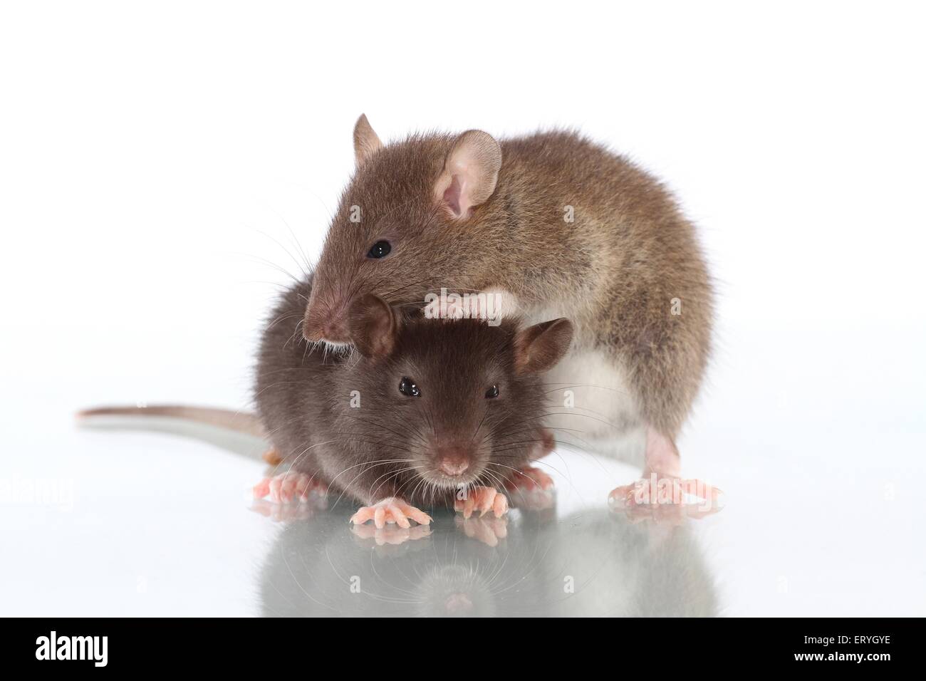 Berkshire rats hi-res stock photography and images - Alamy