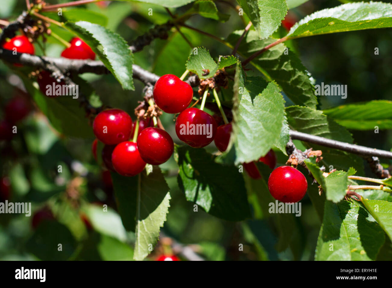 branch of ripe early cherry Stock Photo - Alamy