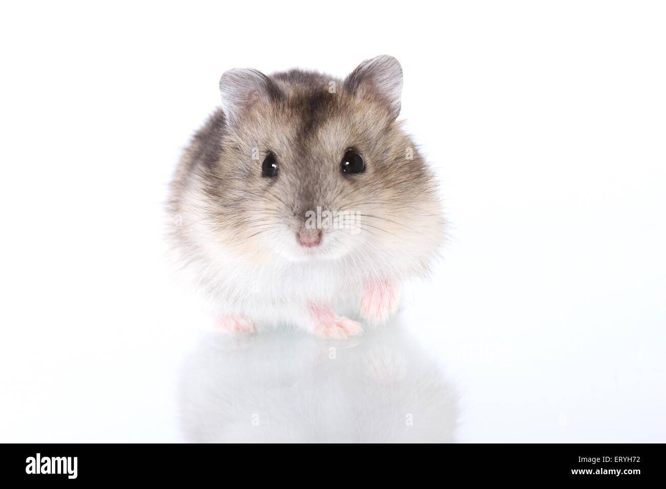 Campbell's dwarf hamster Stock Photo - Alamy